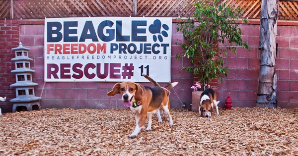 Victory for laboratory Beagles and the organization trying to save them ...