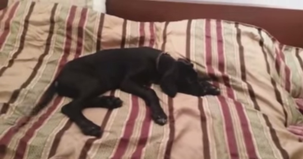 Dog doesn’t want to get up - DogTime