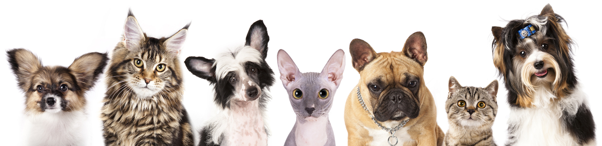 Disney Princess pet names - DogTime