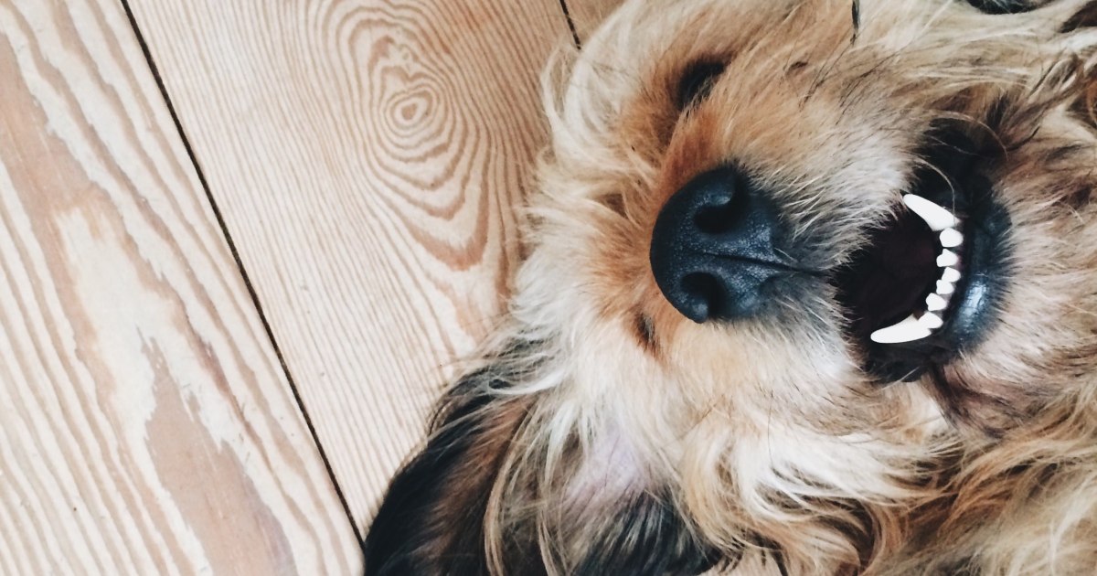 Top 10 Signs Of Cancer In Dogs - DogTime