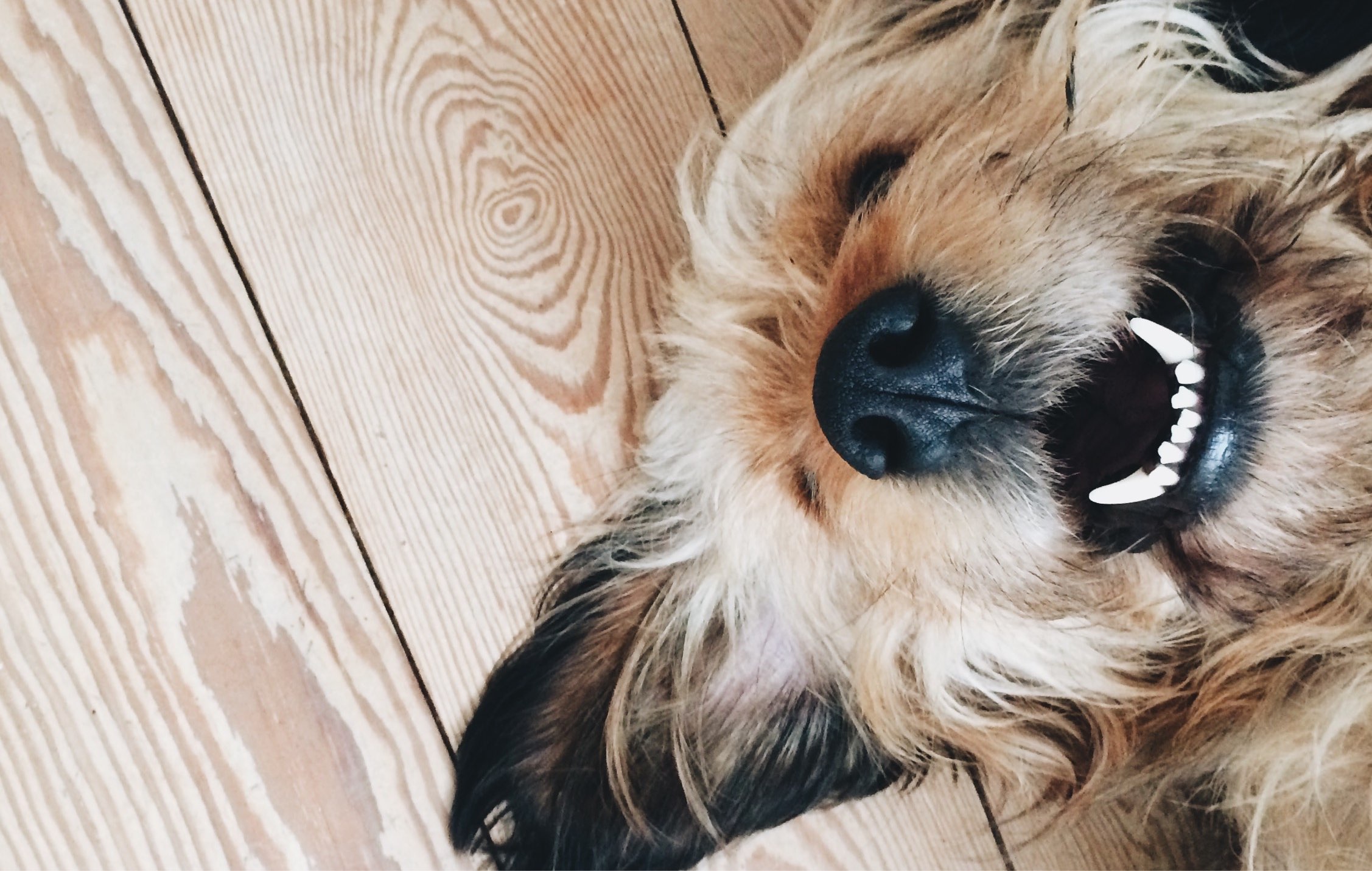 Top 10 Signs Of Cancer In Dogs - DogTime