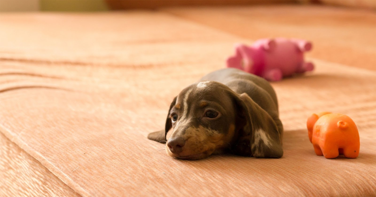 Small (Potentially) Fat Dog Breeds Prone to Weight Gain