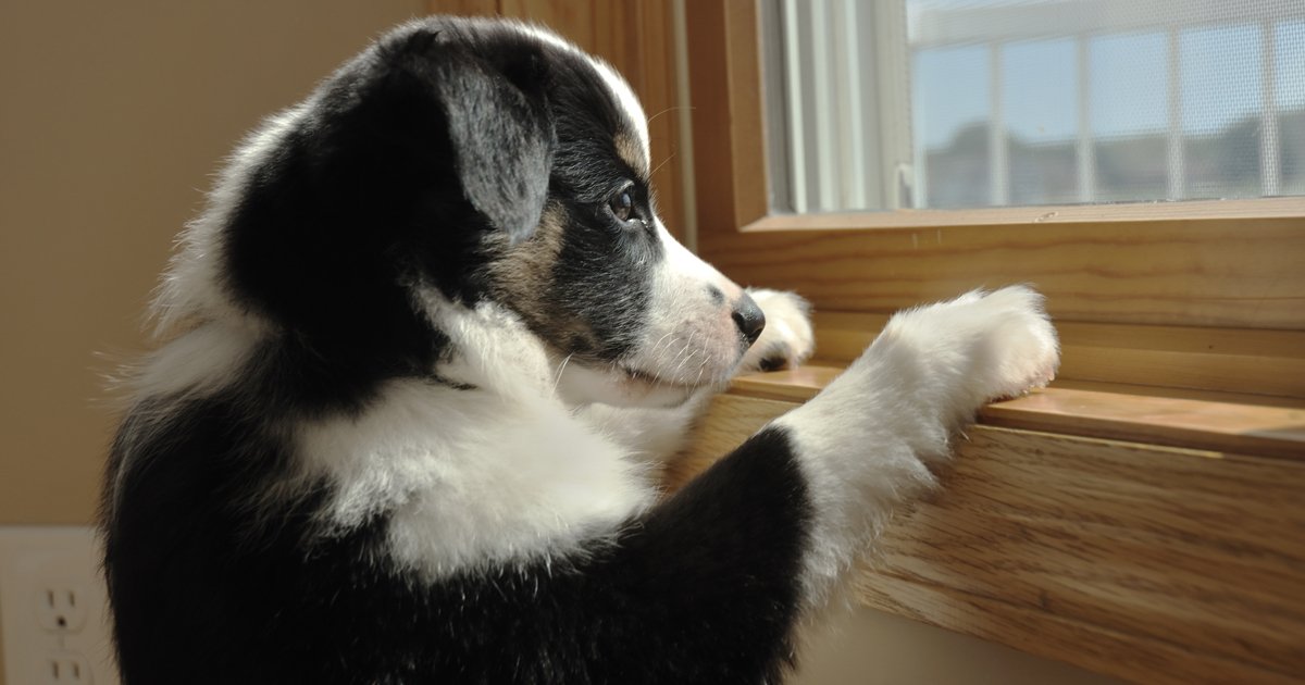 Separation Anxiety In Dogs - DogTime