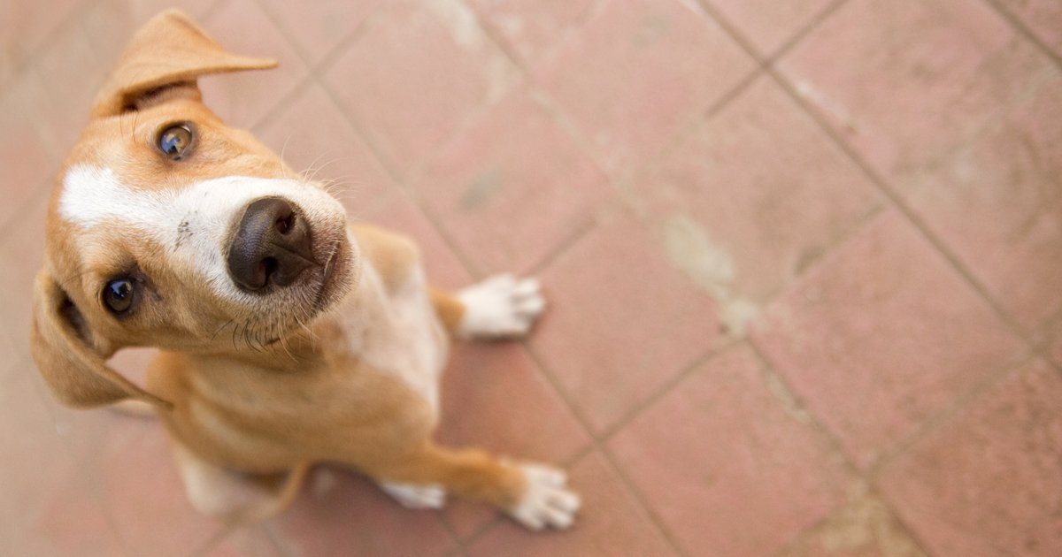 Litter boxes for dogs - DogTime