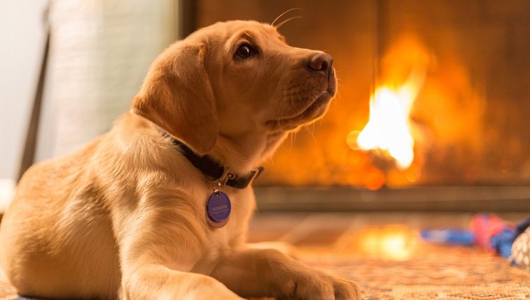 Save A Life! National Pet Fire Safety Day Tips To Protect Your Dog ...
