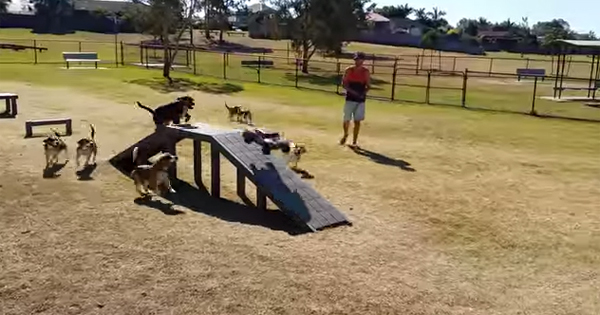 Beagles in hot pursuit - DogTime