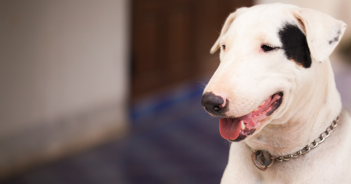 Ten notable extinct dog breeds - DogTime