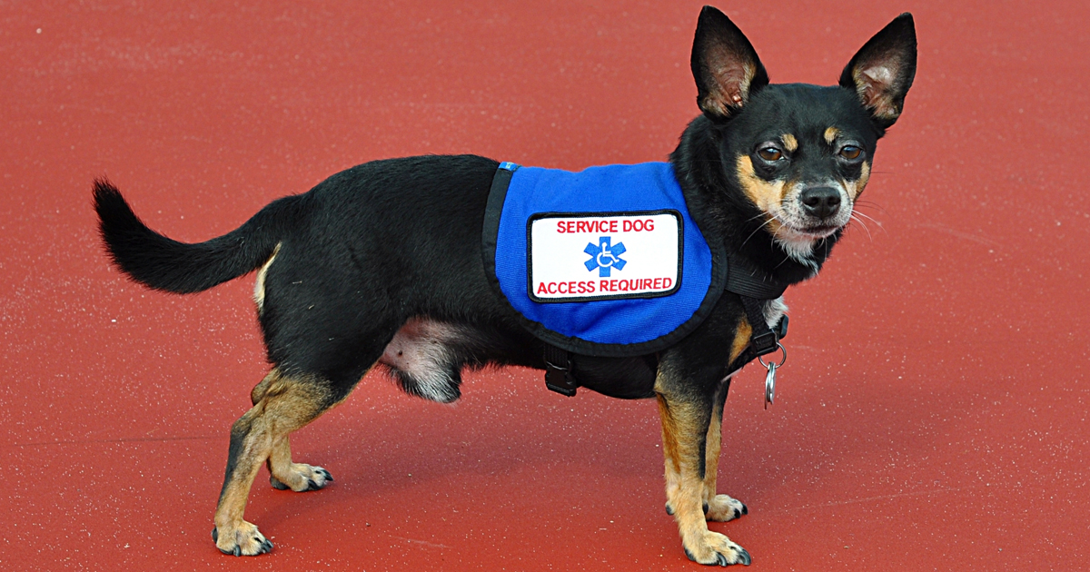 Fake Service Dogs: A Shame...And A Crime - DogTime