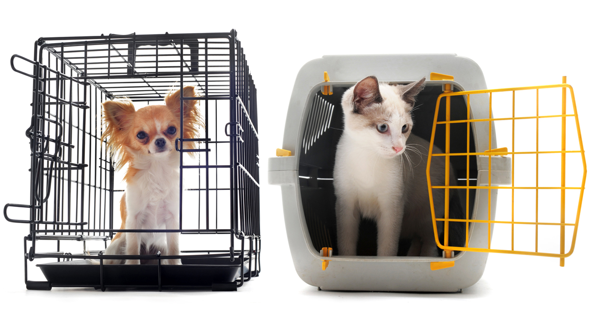 How to find a pet-friendly rental property - DogTime