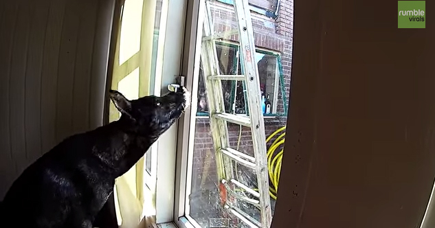 The great escape: Dog edition - DogTime