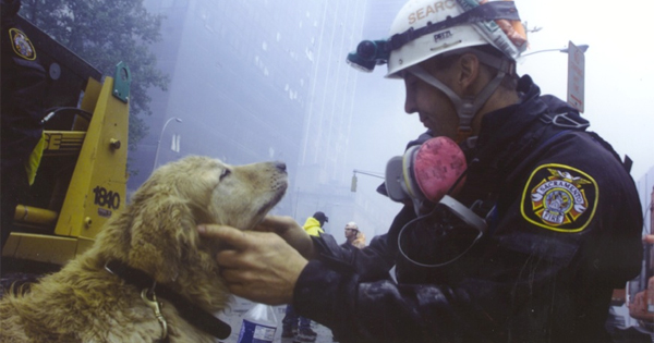 9/11, search and rescue, and shelter dogs as heroes - DogTime
