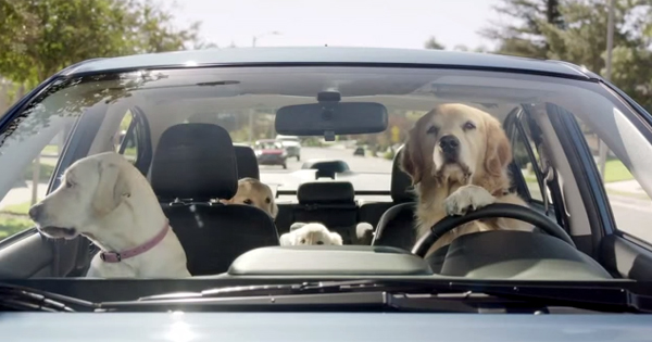 In the dog house - DogTime