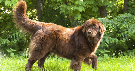 Cujo Dog Breed