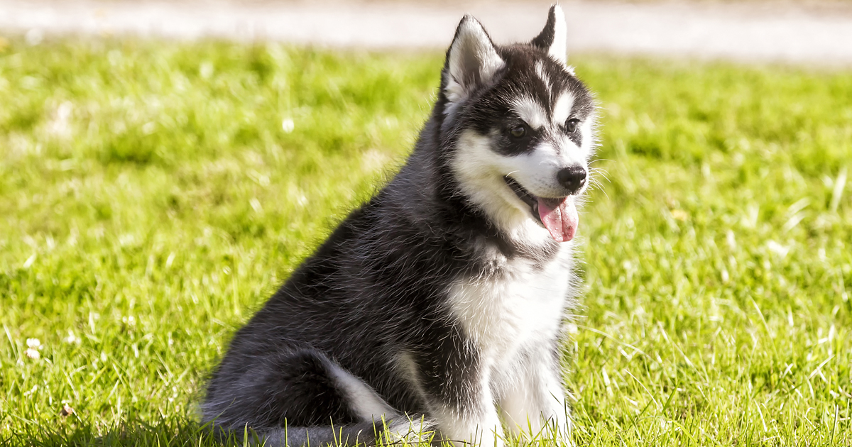 Husky dog knows how to stay cool - DogTime