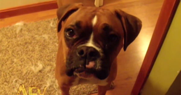 Guilty dogs - DogTime