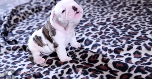 Adorable Bulldog puppy learns to howl - DogTime