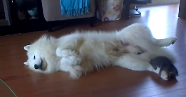 Kitten and Samoyed are BFFs - DogTime