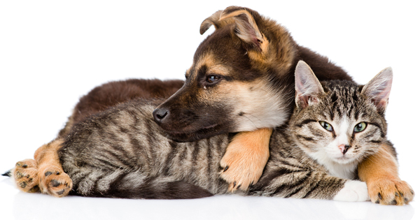 Best and worst states for animal protection laws in 2014 - DogTime