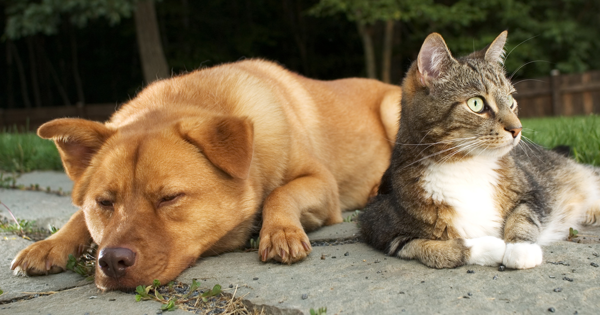 Autistic children have greater social interaction thanks to their pets ...