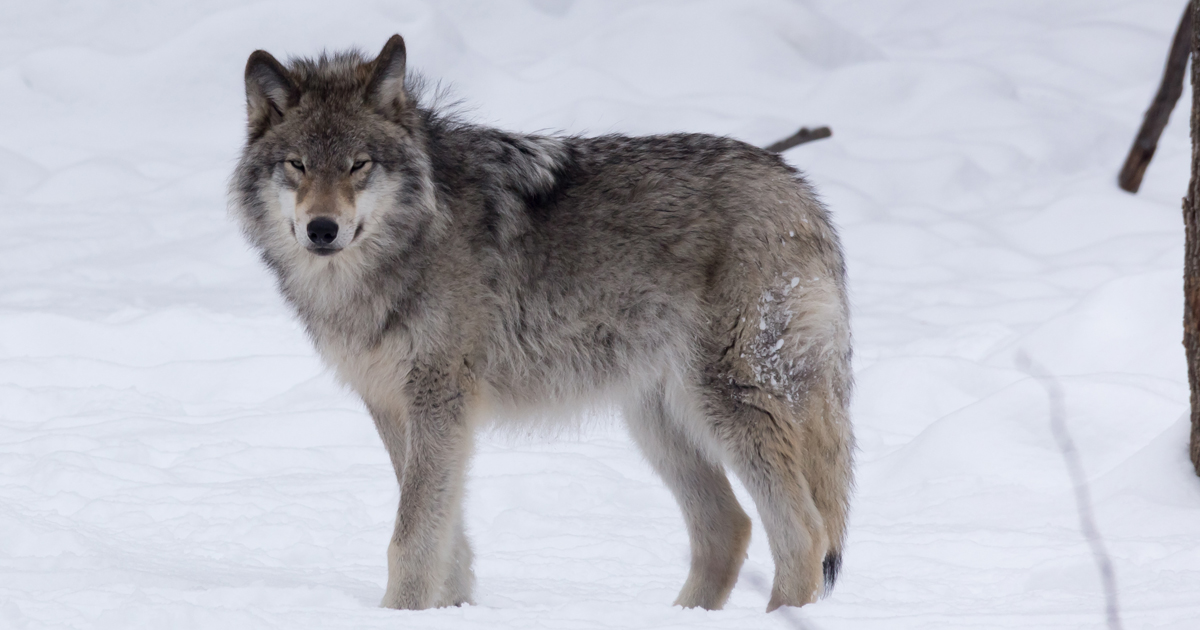 Why wolves evolved into dogs - DogTime