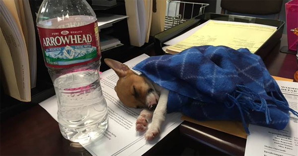 Meet Officer Spot - DogTime