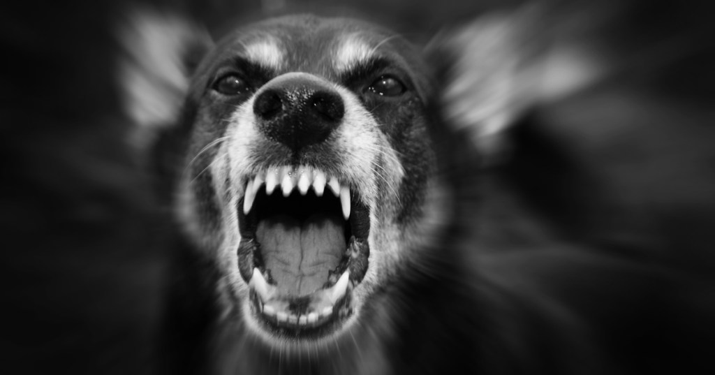 Kentucky Legislature Introduces Bill Expanding Penalties For Dog kentucky-legislature-introduces-bill-expanding-penalties-for-dog