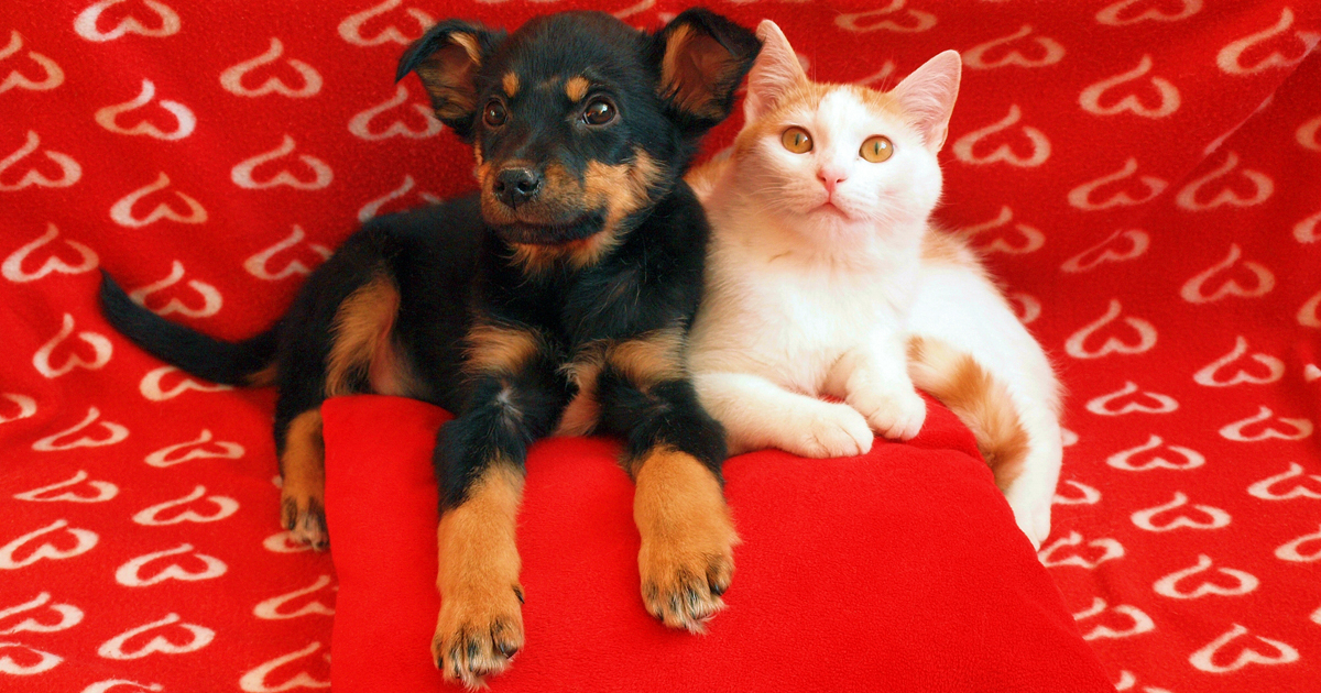 Your Valentine may have four legs - DogTime