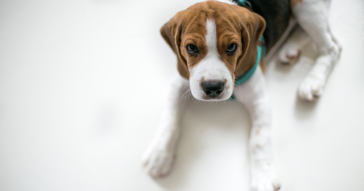 In honor of Miss P, six famous Beagles - DogTime