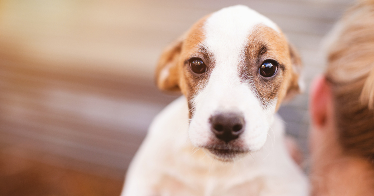 25 celebrities who adopted a dog from a shelter or rescue - DogTime