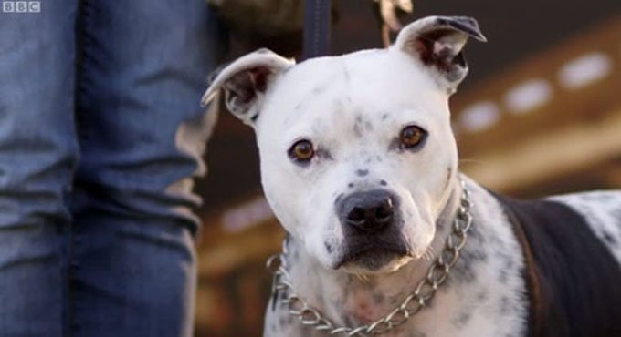 Can Dogs Detect Cancer In Humans? - DogTime