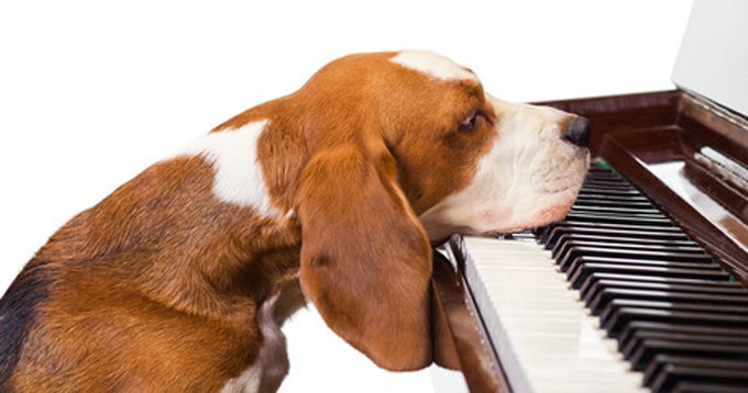 Music Therapy For Dogs And Cats - DogTime
