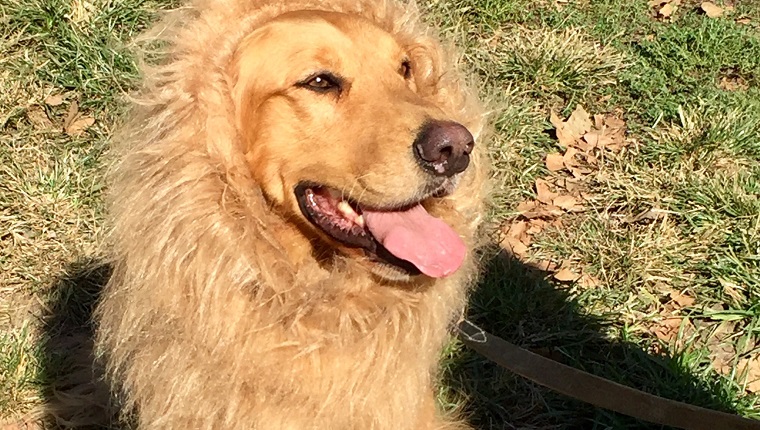 April Fools' Day: 5 Of The Best Dog Pranks On YouTube [VIDEOS] - DogTime