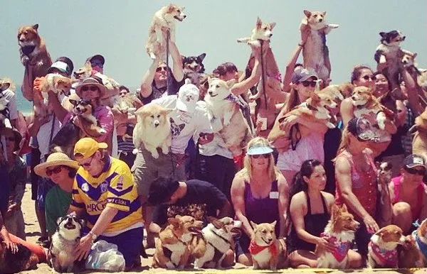 Biggest So Cal Corgi Beach Day Ever: 500+ Corgis - DogTime