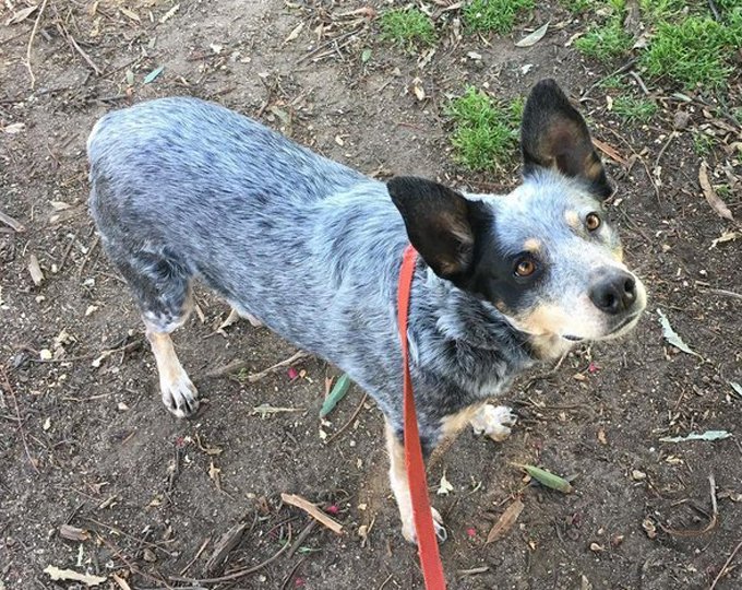 Top 10 Best Places To Hike With Your Dog In Los Angeles - DogTime