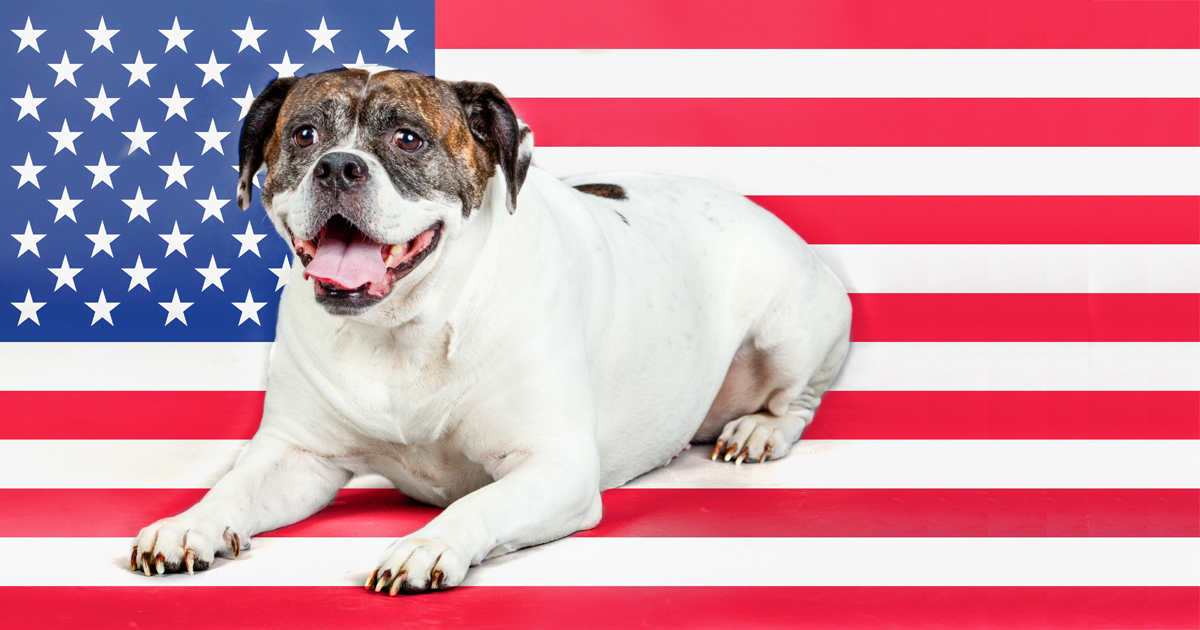 Five Famous War Dogs - DogTime