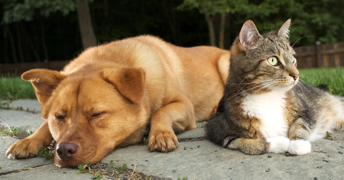 Top 10 Most Serious Pet Diseases - DogTime