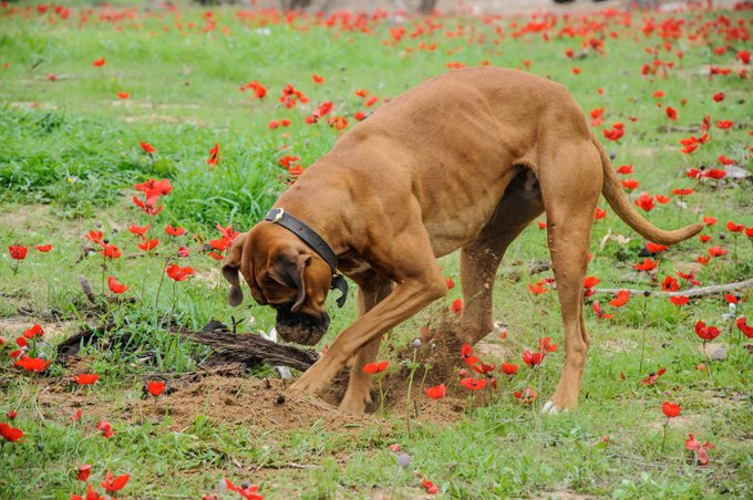 The Dirt On Dogs Who Dig - DogTime