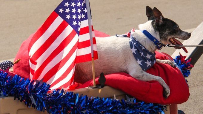 Dr. Mahaney's Top 5 Safety Tips For Pet Parents On The 4th Of July ...