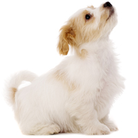 Teaching "Down" Command - DogTime