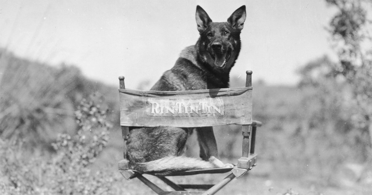 5 Dogs Who Changed History - DogTime