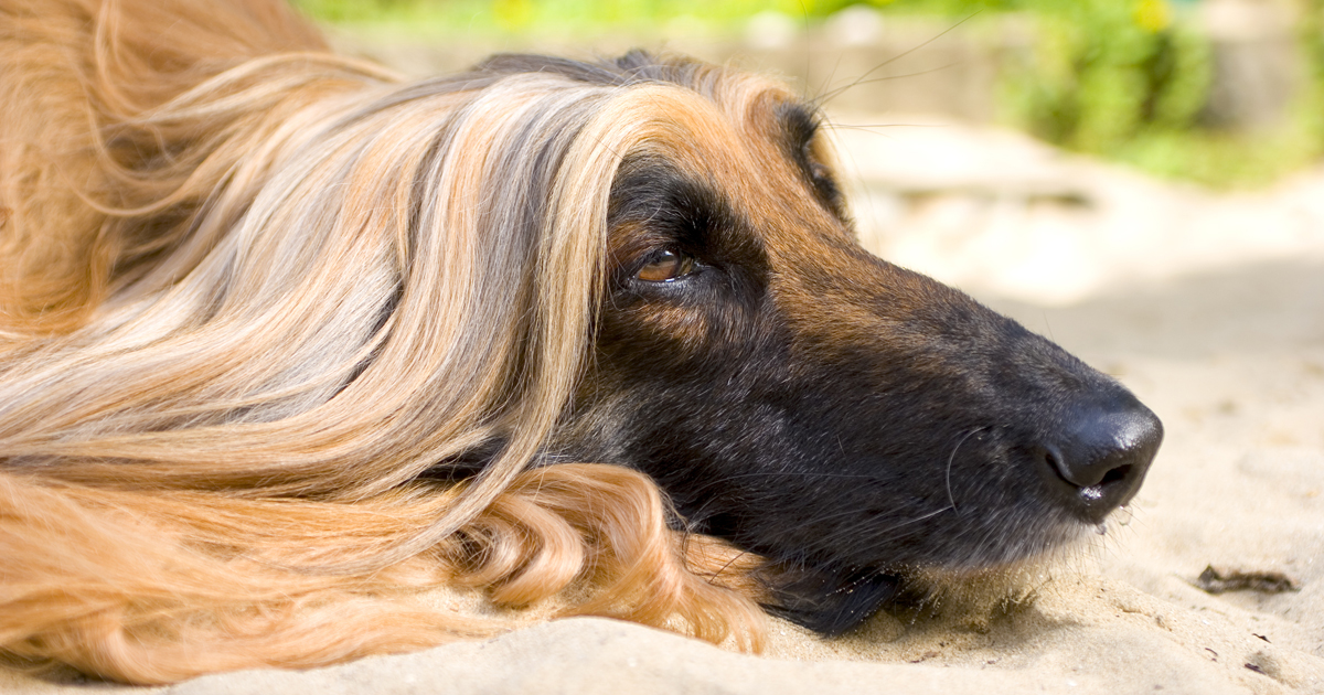 8 Dog Breeds That Perfectly Represent Disney Characters - DogTime