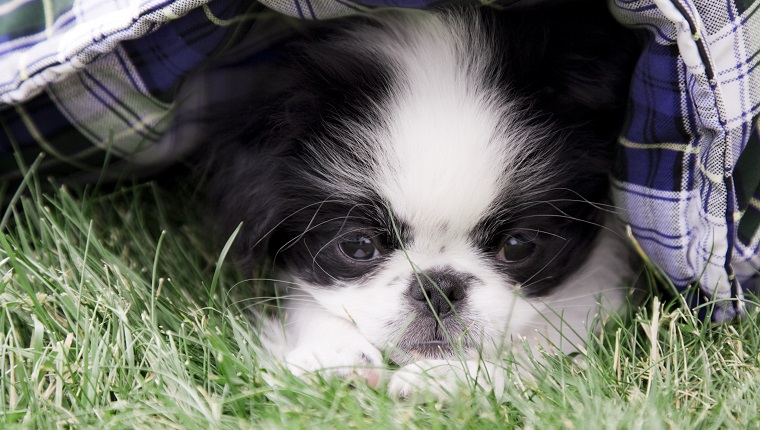 10 Tiny Dog Breeds With a Big Impact