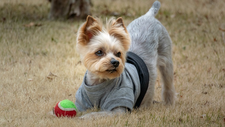 10 Tiny Dog Breeds With a Big Impact