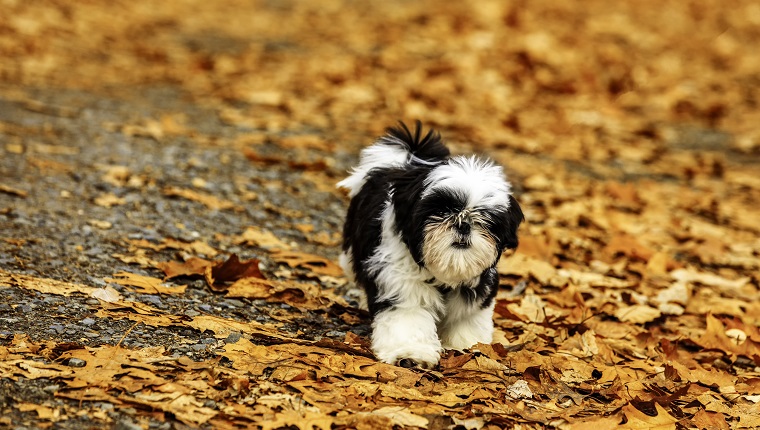 10 Tiny Dog Breeds With a Big Impact