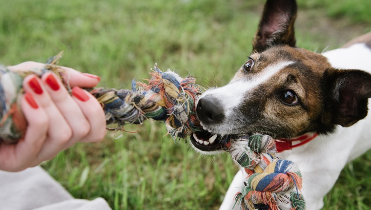 10 Tiny Dog Breeds With a Big Impact