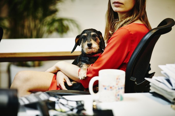 For Bosses: 5 Reasons Why Dogs Are Awesome In The Workplace - DogTime