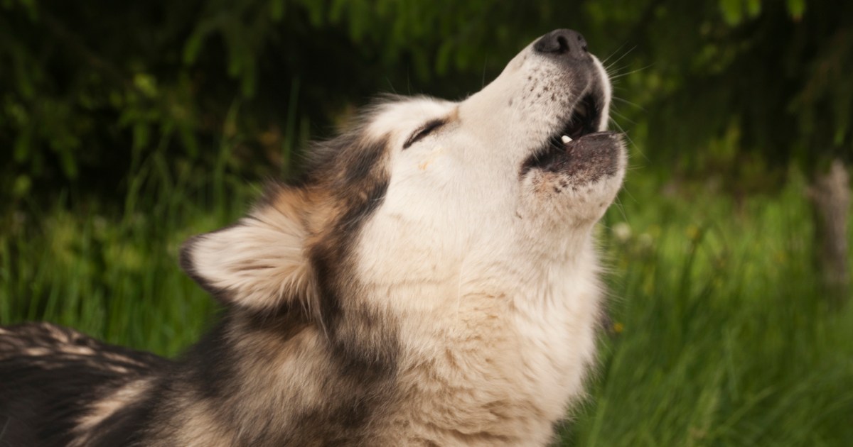 Tendency To Bark Or Howl