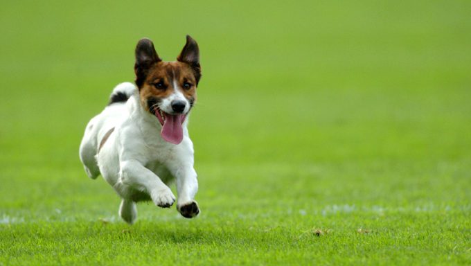 Jack Russell Terrier Dog Breed Information, Pictures, Characteristics ...