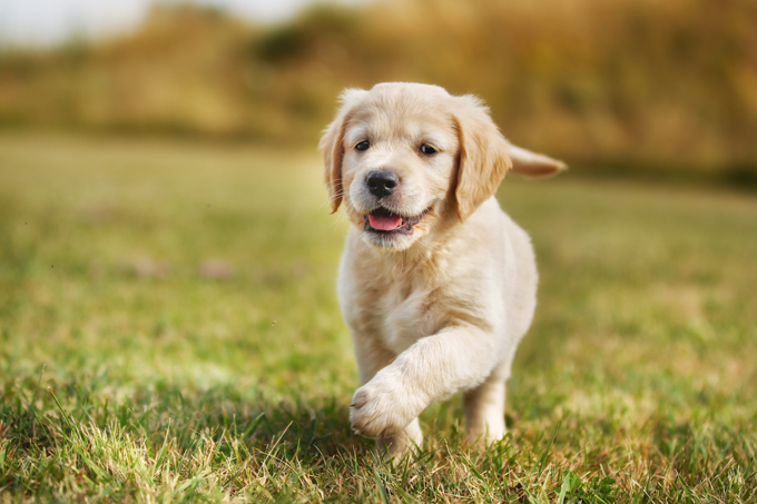 Starting Puppy Off On The Right Paw: Picking The Best Food - DogTime