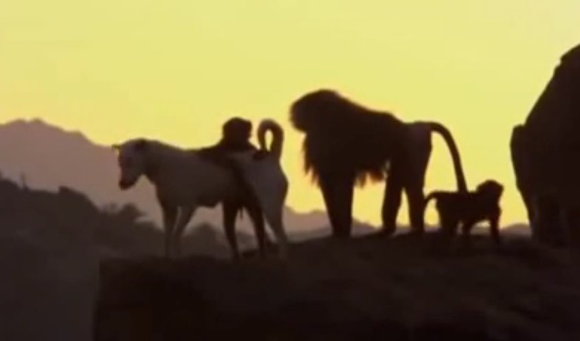 Baboons Kidnap And Raise Wild Dogs As Pets [VIDEO] - DogTime